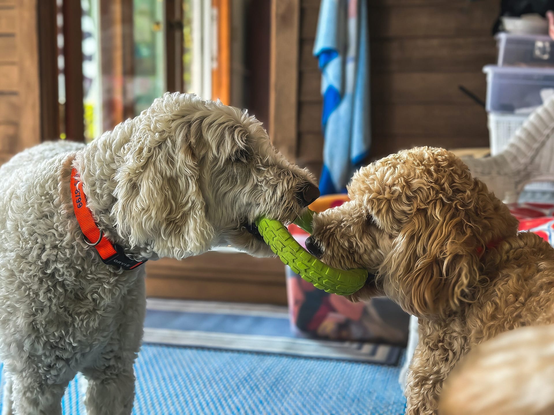 Dog to Dog Socialization Basics | The Tail Wag Hotel